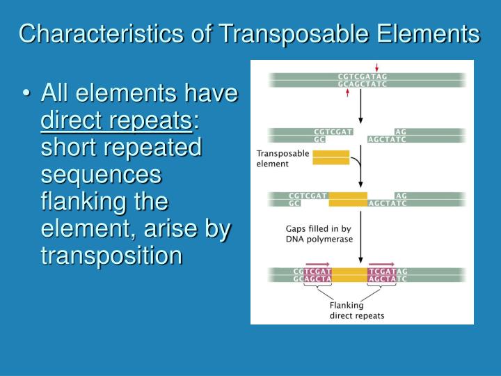 PPT - Transposable Elements PowerPoint Presentation - ID:397518