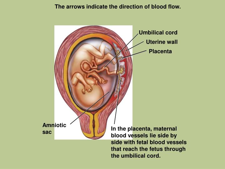 PPT - Life Cycle Nutrition: Pregnancy and Lactation PowerPoint ...