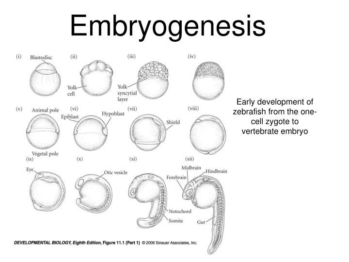 PPT - Cell Movements of Early Zebrafish Development and Important ...