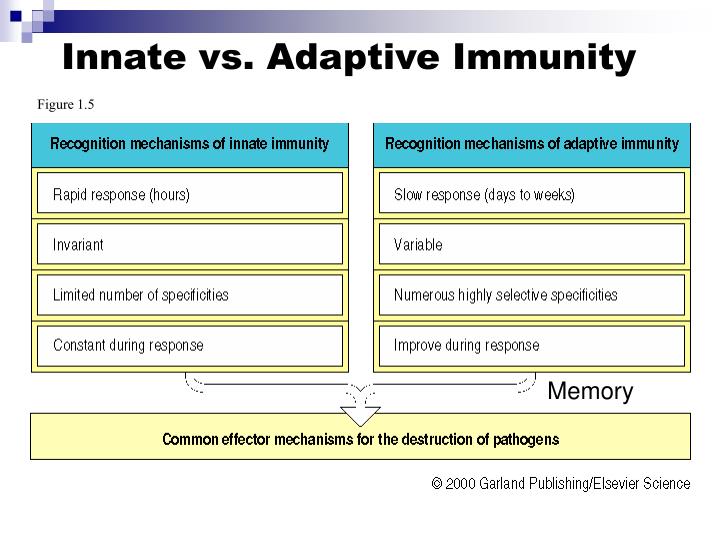 PPT - Innate vs. Acquired Immunity- conceptual and practical difference ...