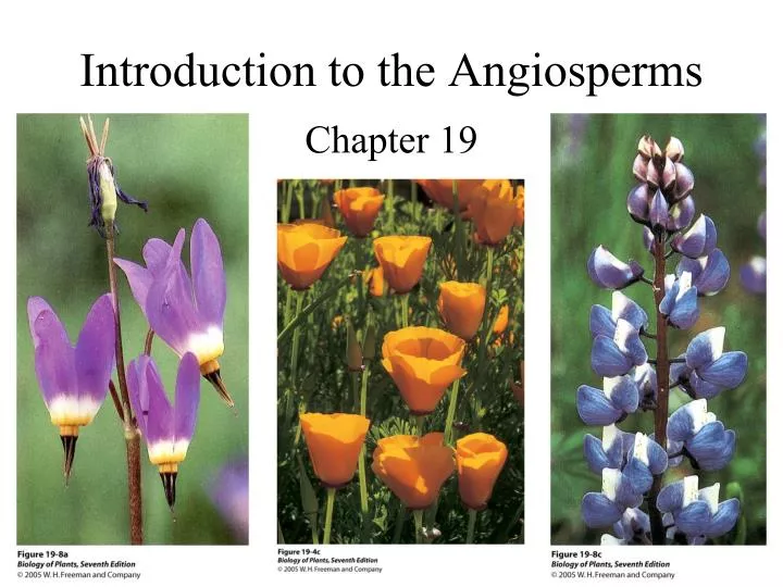 PPT - Introduction to the Angiosperms PowerPoint Presentation, free ...