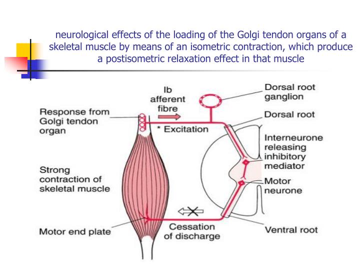 PPT - MUSCLE ENERGY TECHNIQUES (MET) PowerPoint Presentation - ID:400191