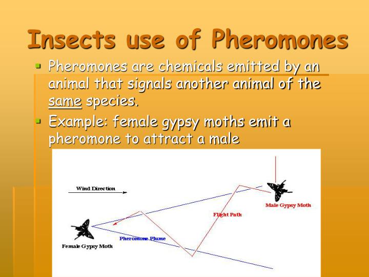 PPT - Integrated Pest Management (IPM) PowerPoint Presentation - ID:400808