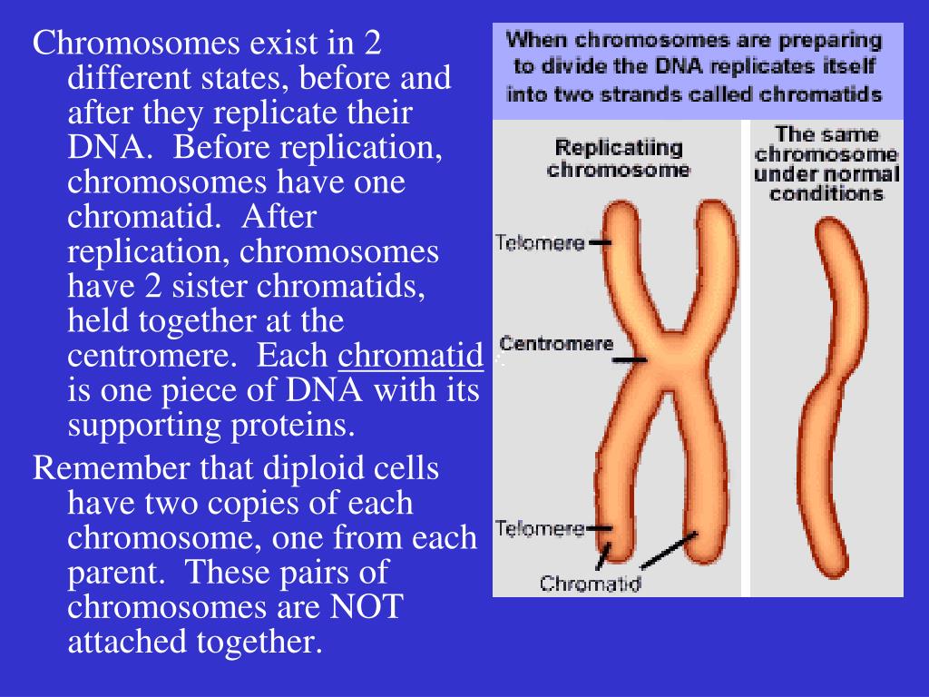 Ppt The Cell Cycle Mitosis And Beyond… Powerpoint Presentation Id 401348