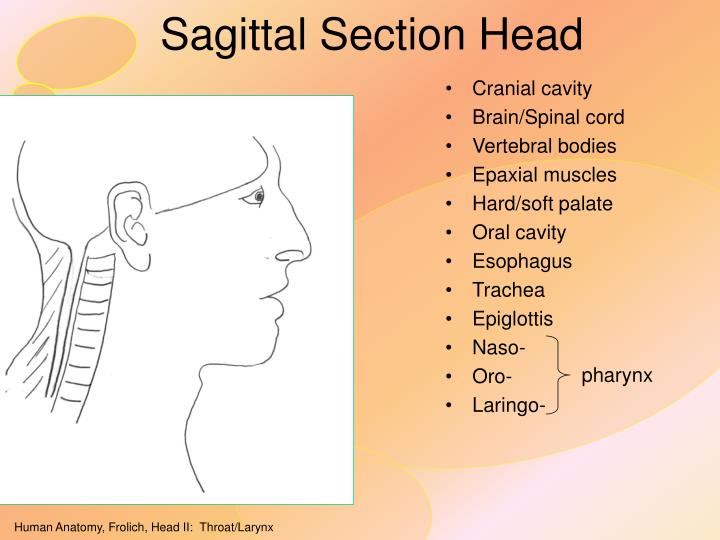 PPT - HEAD/NECK II: Throat/ Pharynx PowerPoint Presentation - ID:402727