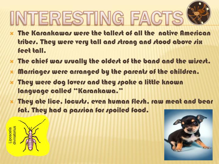 PPT - The Karankawa Tribe PowerPoint Presentation - ID:403084