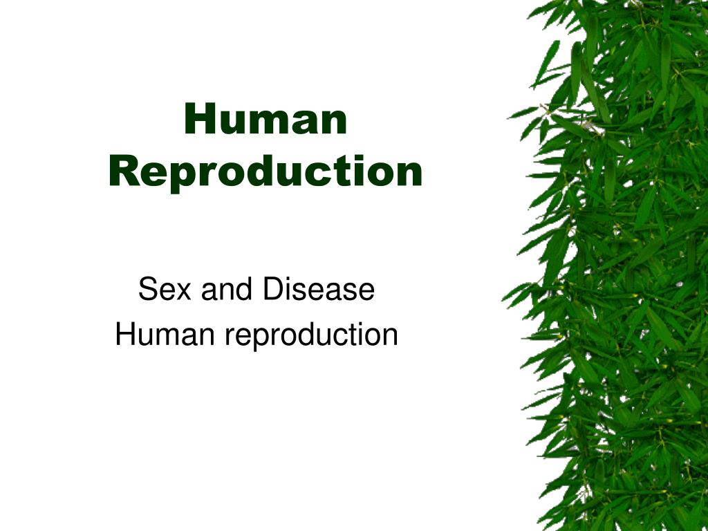 Ppt Human Reproduction Powerpoint Presentation Free Download Id403866
