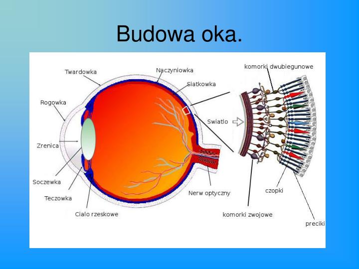 PPT - Dlaczego śnieg jest biały? PowerPoint Presentation - ID:403892