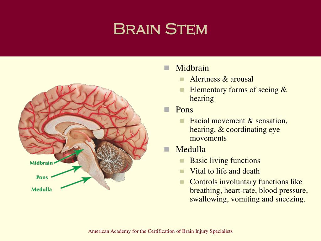 34 What Are The 3 Parts Of The Brain Stem PNG DirectScot 34 What Are The 3 Parts Of The Brain Stem PNG DirectScot