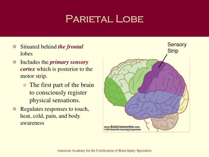 PPT - Chapter 3: Understanding the Brain and Brain Injury PowerPoint ...