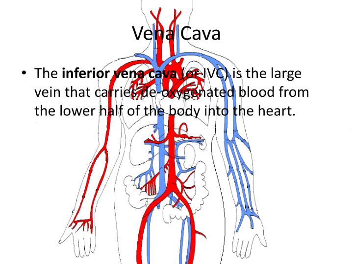 PPT - The Circulatory System PowerPoint Presentation - ID:404685
