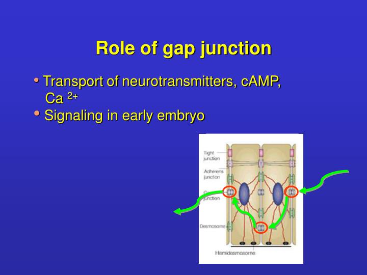 PPT - Adhesion Cell junctions PowerPoint Presentation - ID:404906