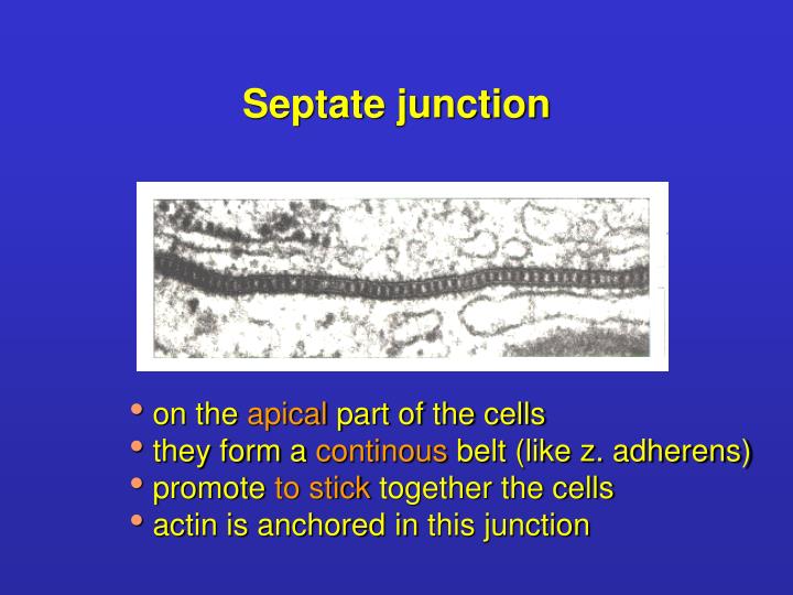 PPT - Adhesion Cell junctions PowerPoint Presentation - ID:404906