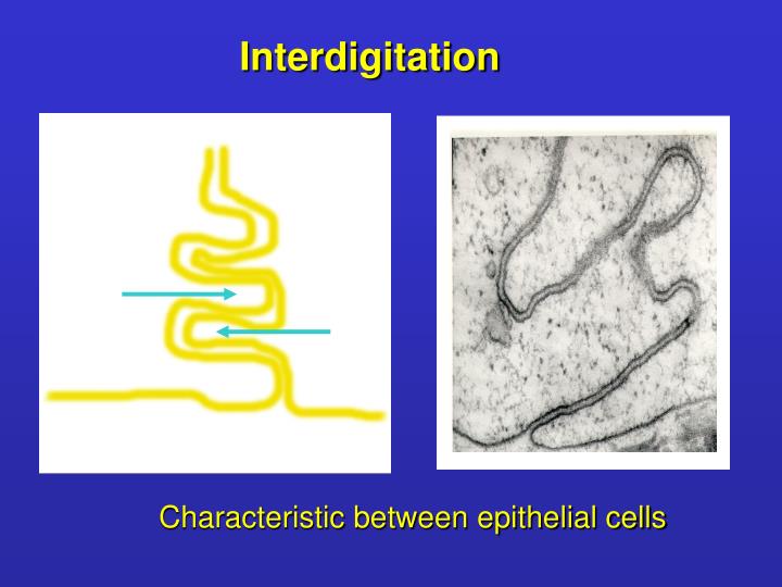 PPT - Adhesion Cell junctions PowerPoint Presentation - ID:404906