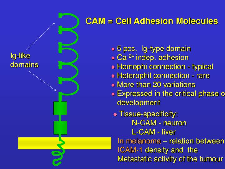 PPT - Adhesion Cell junctions PowerPoint Presentation - ID:404906