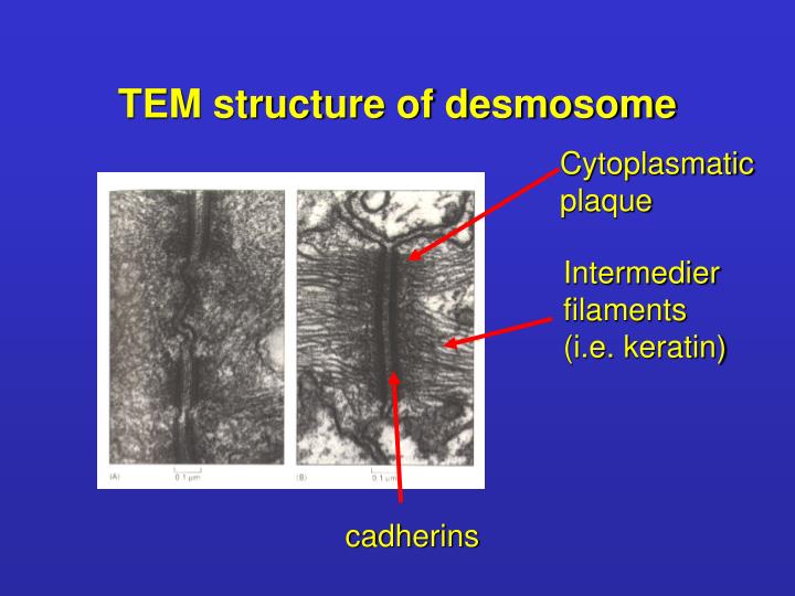 PPT - Adhesion Cell junctions PowerPoint Presentation - ID:404906