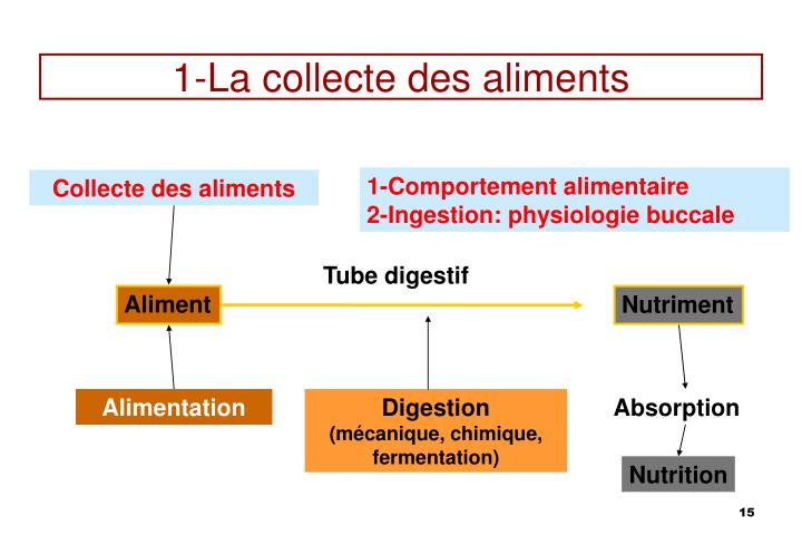 PPT - La Physiologie Digestive: vue générale PowerPoint Presentation ...