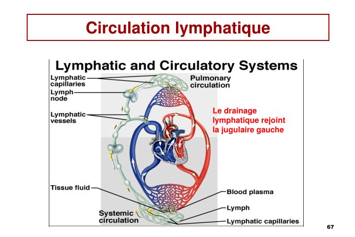 PPT - La Physiologie Digestive: vue générale PowerPoint Presentation ...