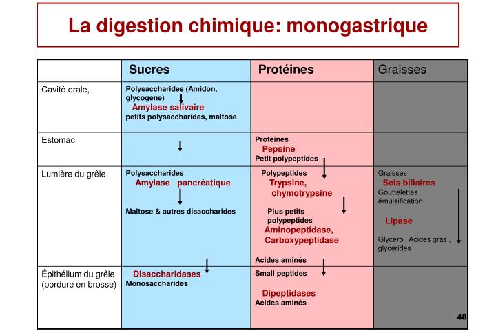 PPT - La Physiologie Digestive: vue générale PowerPoint Presentation ...