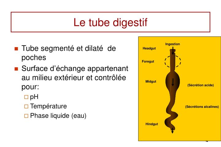 PPT - La Physiologie Digestive: vue générale PowerPoint Presentation ...