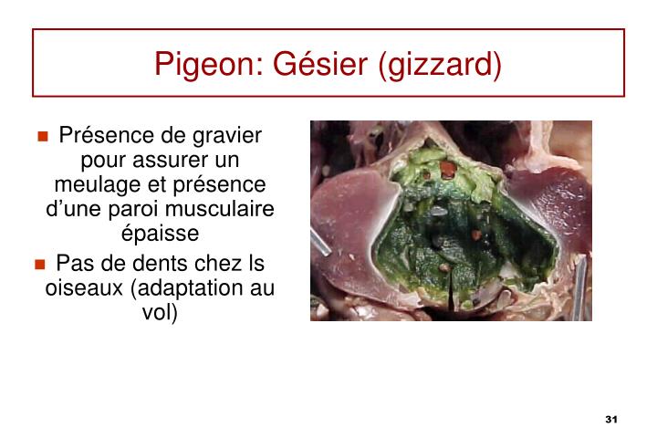 PPT - La Physiologie Digestive: vue générale PowerPoint Presentation ...