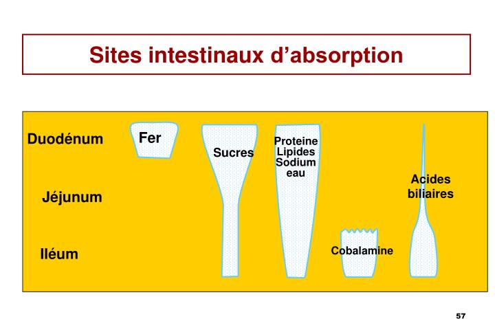 PPT - La Physiologie Digestive: vue générale PowerPoint Presentation ...