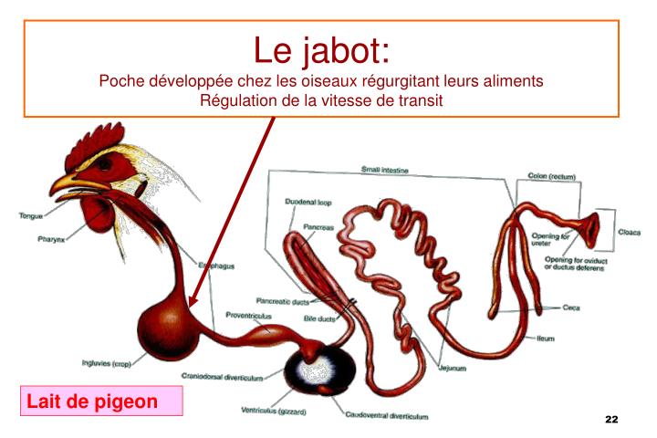 PPT - La Physiologie Digestive: vue générale PowerPoint Presentation ...