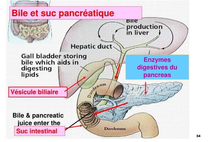 PPT - La Physiologie Digestive: vue générale PowerPoint Presentation ...