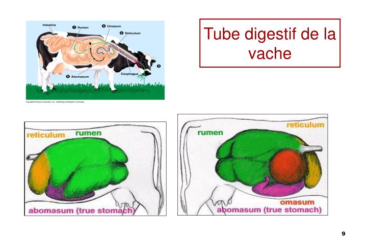 PPT - La Physiologie Digestive: vue générale PowerPoint Presentation ...