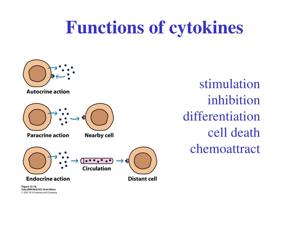 PPT - Cytokines PowerPoint Presentation, free download - ID:407520 PPT - Cytokines PowerPoint Presentation, free download - ID:407520