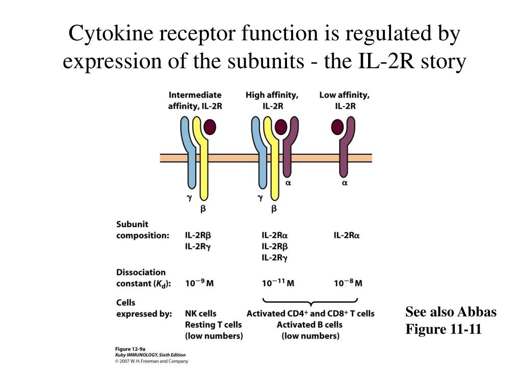 PPT - Cytokines PowerPoint Presentation, free download - ID:407520 PPT - Cytokines PowerPoint Presentation, free download - ID:407520