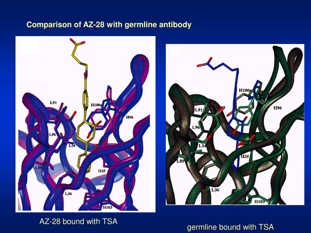 PPT - Catalytic Antibody – AZ-28 Oxy Cope Rearrangement Biocatalyst ...