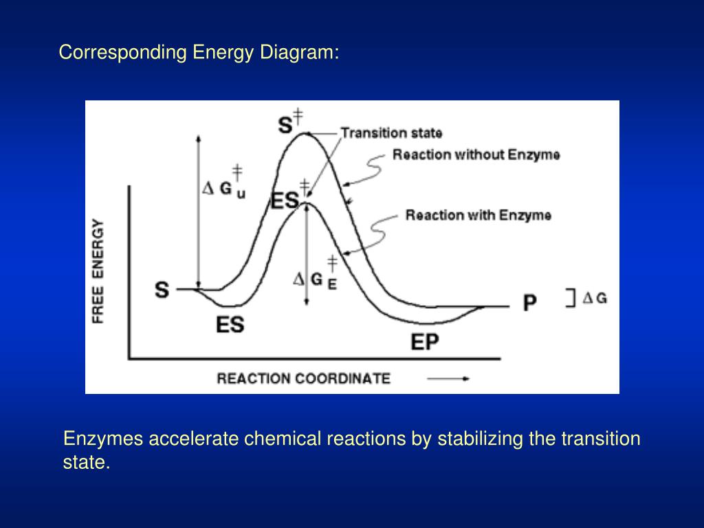 PPT - Catalytic Antibody – AZ-28 Oxy Cope Rearrangement Biocatalyst ...