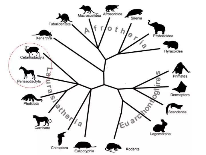 PPT - Perissodactyla PowerPoint Presentation, free download - ID:40967
