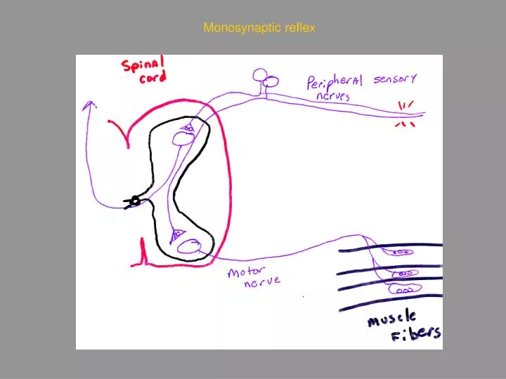 PPT - Monosynaptic reflex PowerPoint Presentation, free download - ID ...