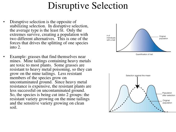 PPT - Basic Biology II: Genetics and Evolution PowerPoint Presentation ...