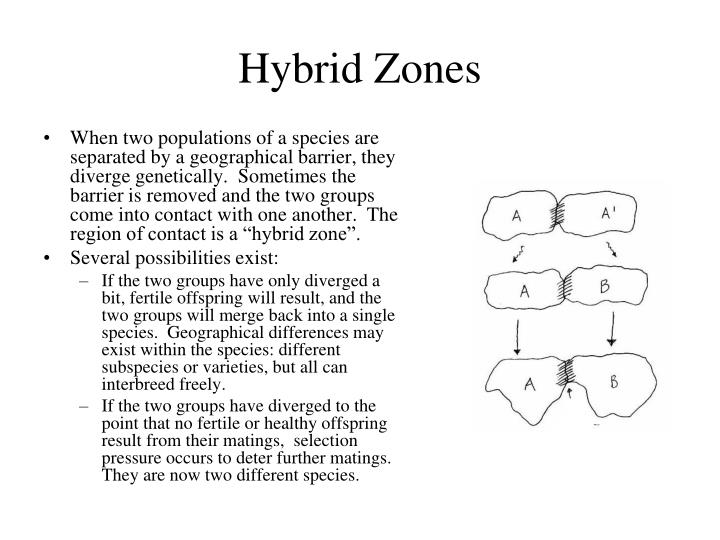 PPT - Basic Biology II: Genetics and Evolution PowerPoint Presentation ...