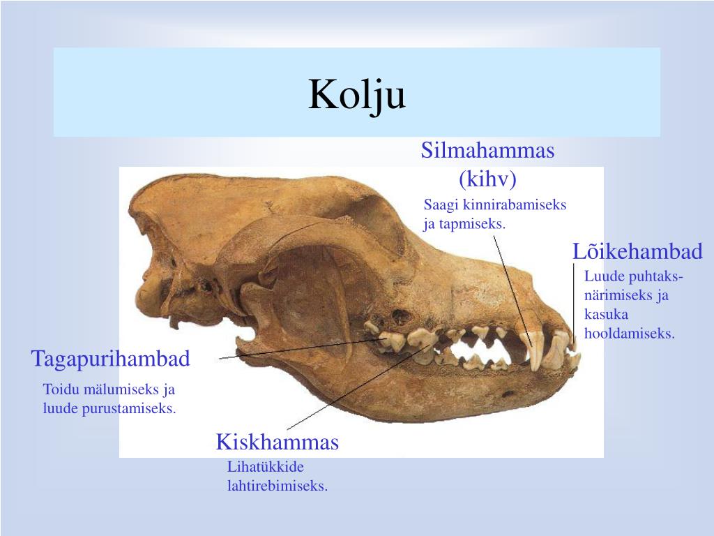 PPT - Töö koostaja: Terje Pahk Kilingi-Nõmme Gümnaasium PowerPoint ...