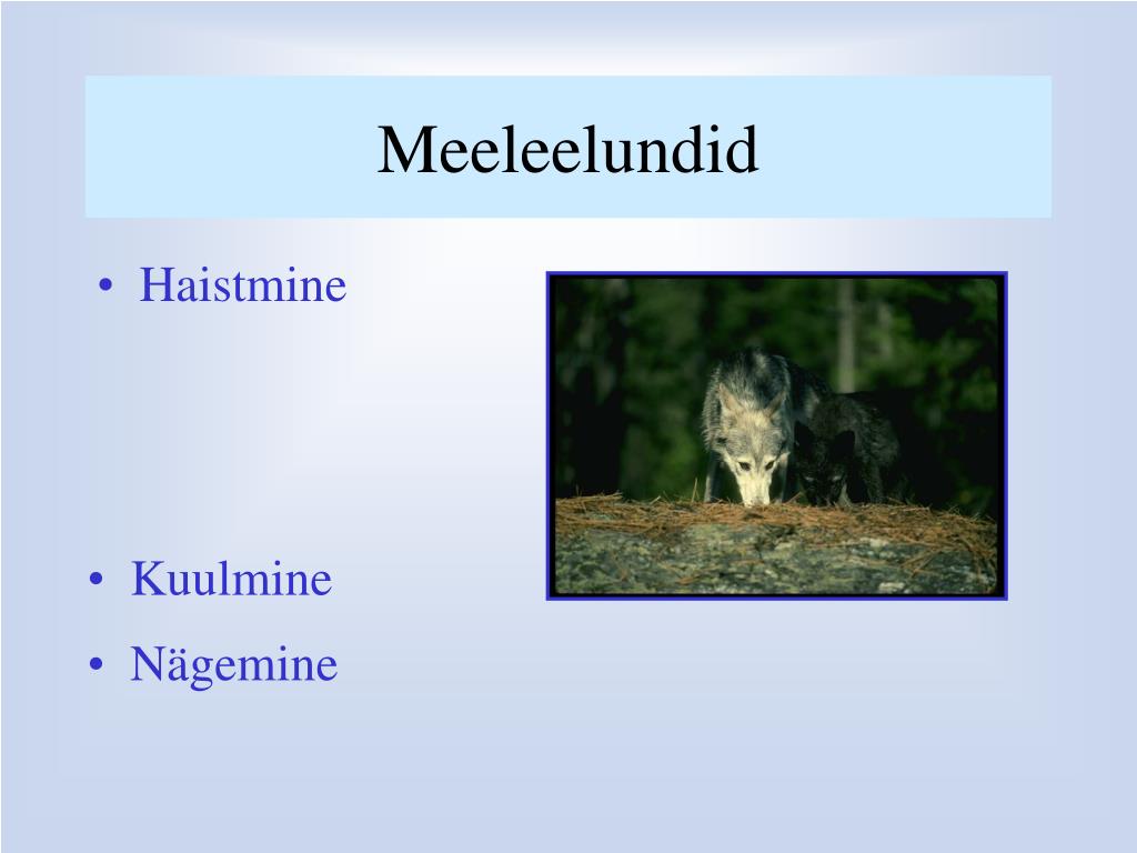 PPT - Töö koostaja: Terje Pahk Kilingi-Nõmme Gümnaasium PowerPoint ...