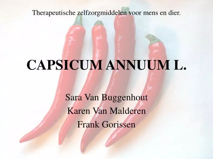 PPT - CAPSICUM ANNUUM L. PowerPoint Presentation, free download - ID:411982
