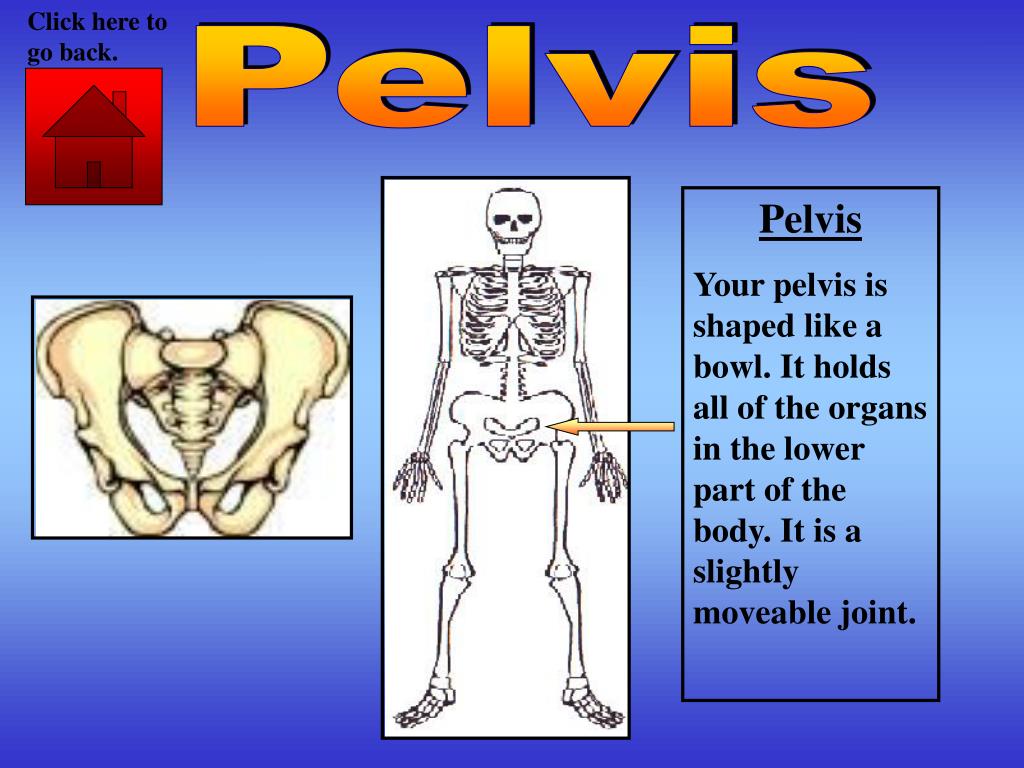 Ppt The Human Body Powerpoint Presentation Free Download Id 412625