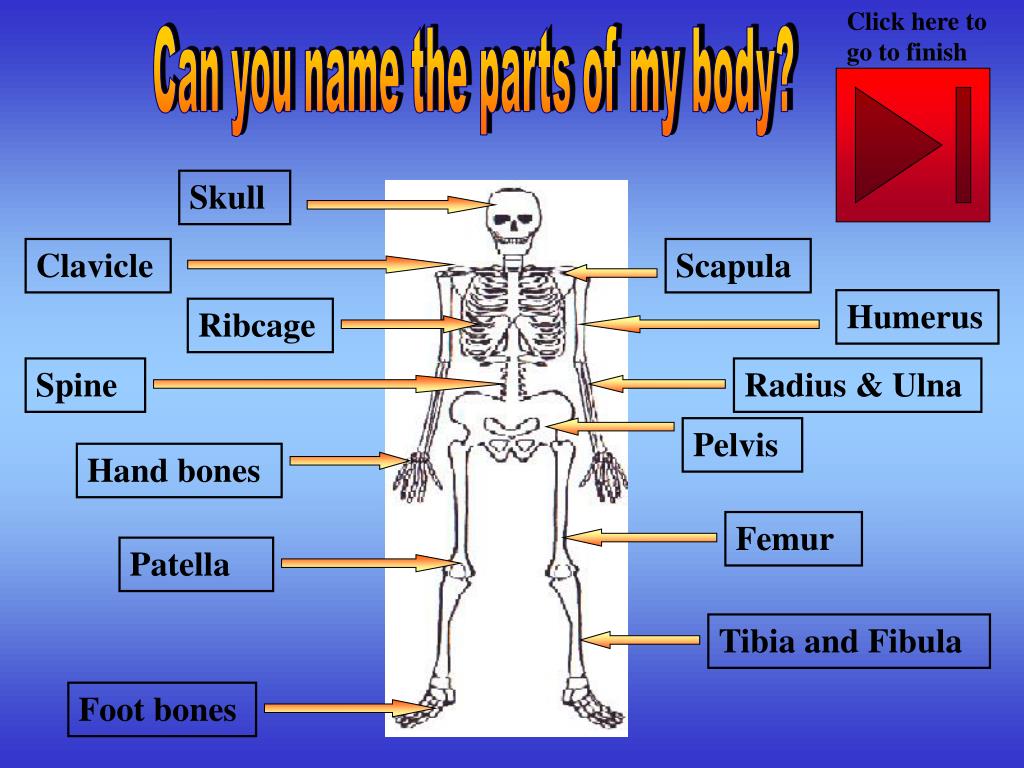Ppt The Human Body Powerpoint Presentation Free Download Id 412625
