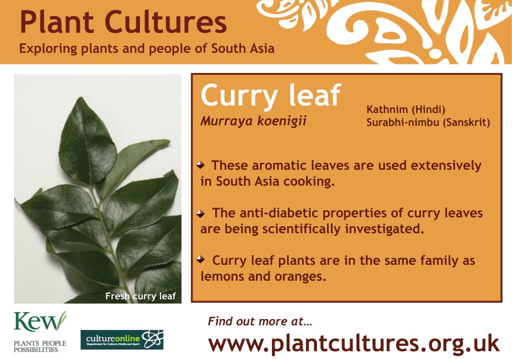 PPT - Curry leaf Murraya koenigii These aromatic leaves are used ...
