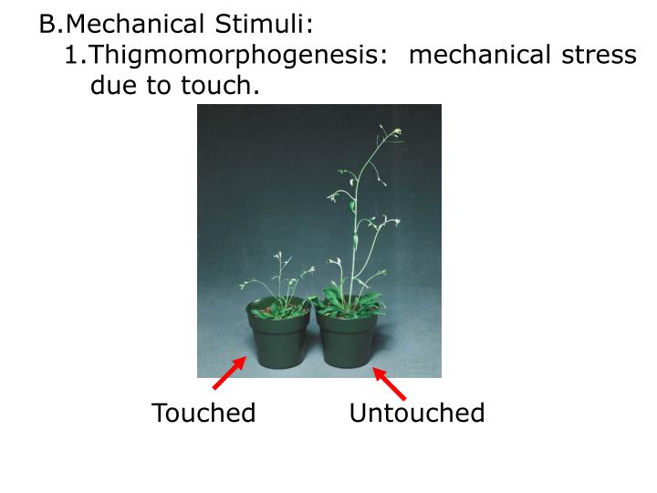 PPT - Ch. 39: Plant Responses to Internal And External Signals ...