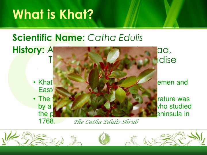 PPT - Khat: Social Habit or Cultural Burden? PowerPoint Presentation ...