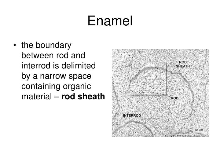 PPT - Dentin, Enamel, Pulp PowerPoint Presentation - ID:414775