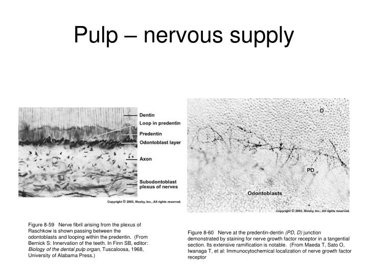 PPT - Dentin, Enamel, Pulp PowerPoint Presentation - ID:414775