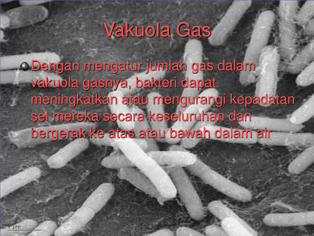 Ppt Bakteri Powerpoint Presentation Free Download Id415542