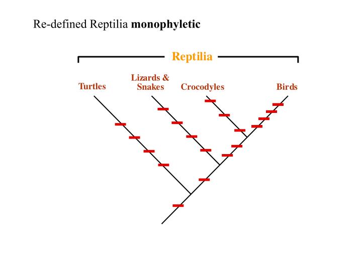 PPT - Lecture 4: Phylogeny and the Tree of Life Campbell & Reece ...