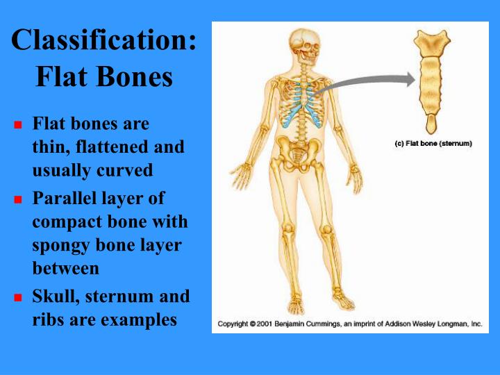 PPT - BONES AND BONE TISSUES PowerPoint Presentation - ID:416539
